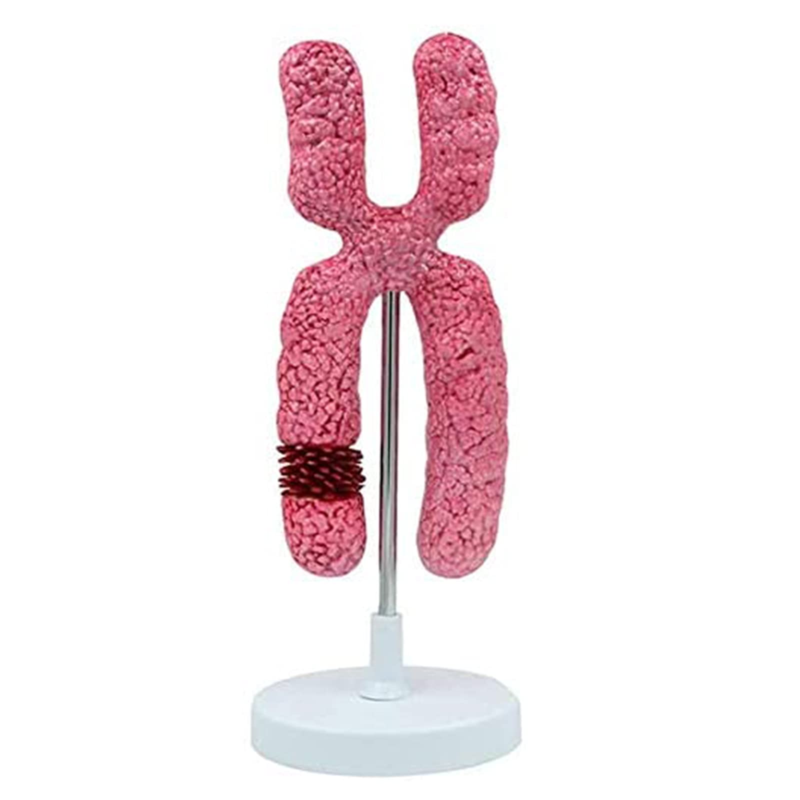 Buy The X Chromosome Model - Meiosis Organelles Anatomical Model ...