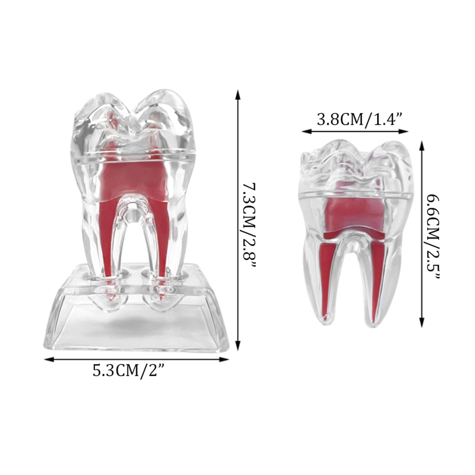 Teeth Models Dental Anatomy Dental Anatomy Model Detailed Study Of