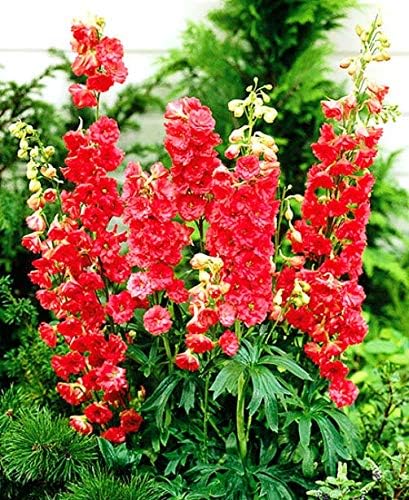 Amazon.com : RAISE ME UP: Seeds Red Lark Larkspur Giant Delphinium ...