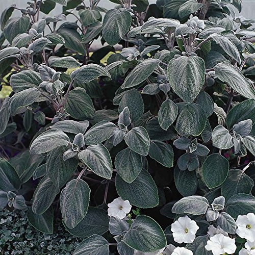 Plectranthus argentatus - How to grow & care