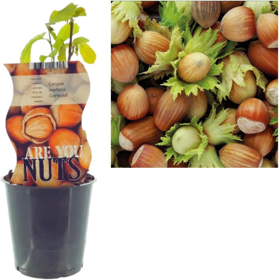 Productive Hazelnut Tree - Corylus Garibaldi - White Hazelnut Tree ...
