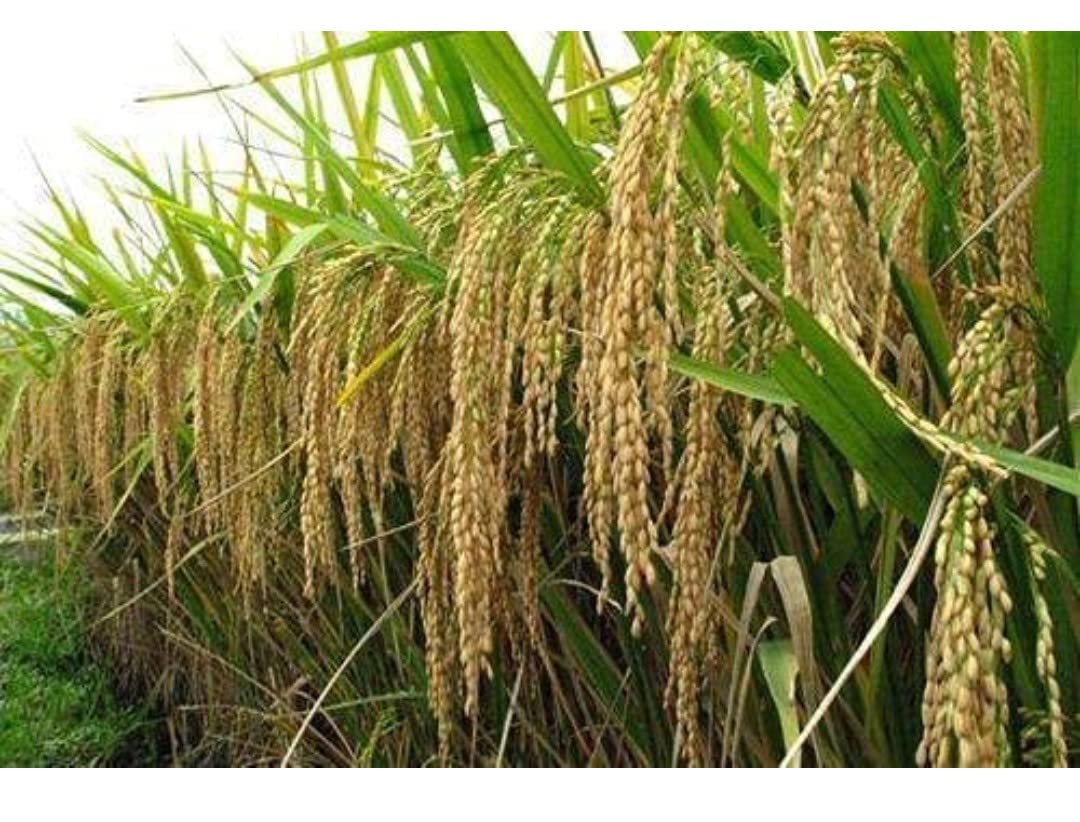 Josan Brothers Pusa Basmati Paddy Seeds 1509 | Dhan, Rice & Paddy Seeds ...