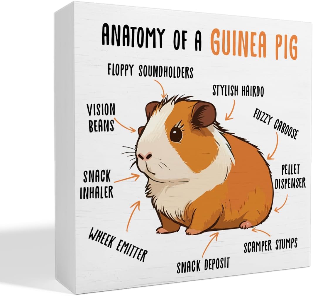 Amazon.com: Guinea Pigs Decor Wooden Box Sign, Funny Guinea Desk ...