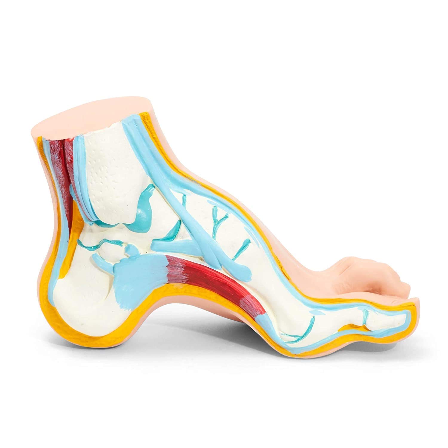 Welliestr 1 Pc Arched Foot Smart Anatomy Axis Scientific Anatomy ...