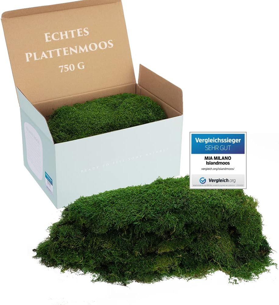 Amazon.de: Rayher Moosband, grün, Rolle 2 m, Breite 10 cm, Naturmoos ...