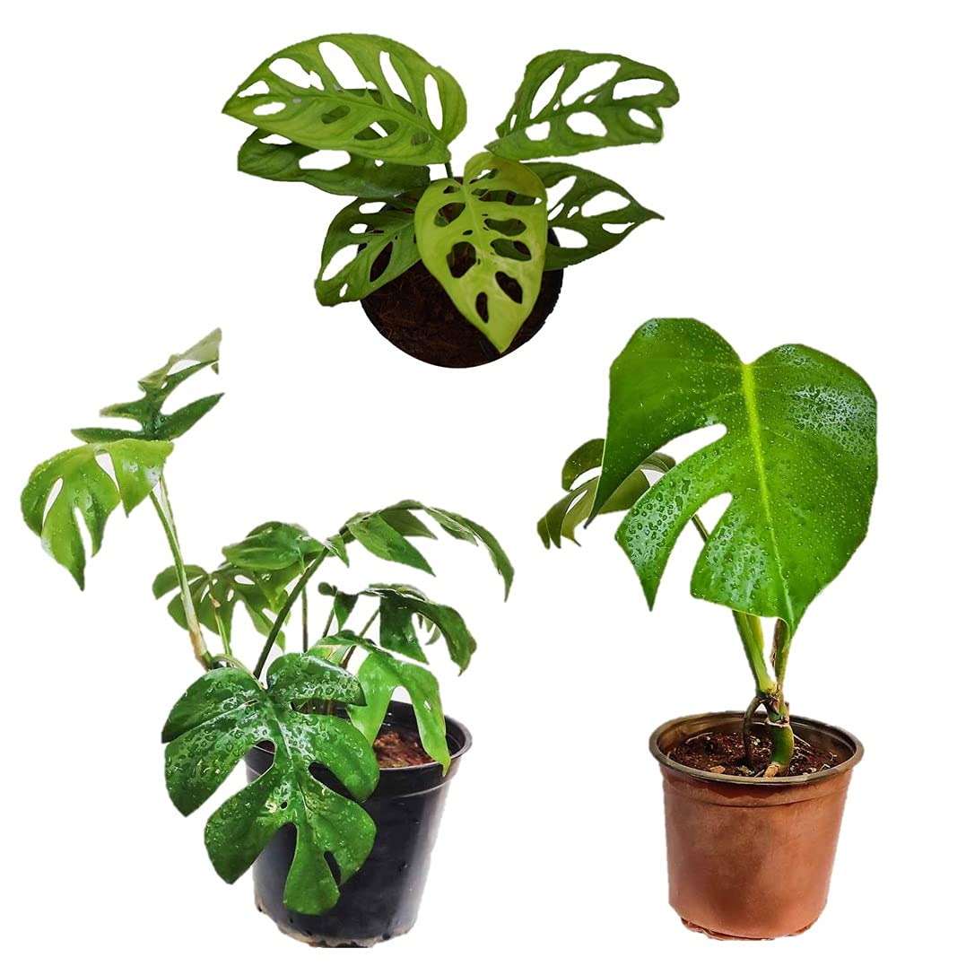 Monstera Combo - Monstera Deliciosa, Mini Monstera – Rhaphidophora ...