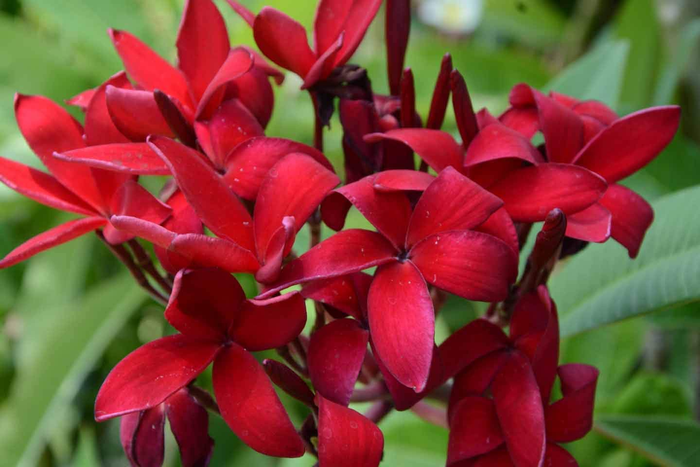 Guruji Plantation Champa Plant Red Color Flower with Plastic Pot and ...