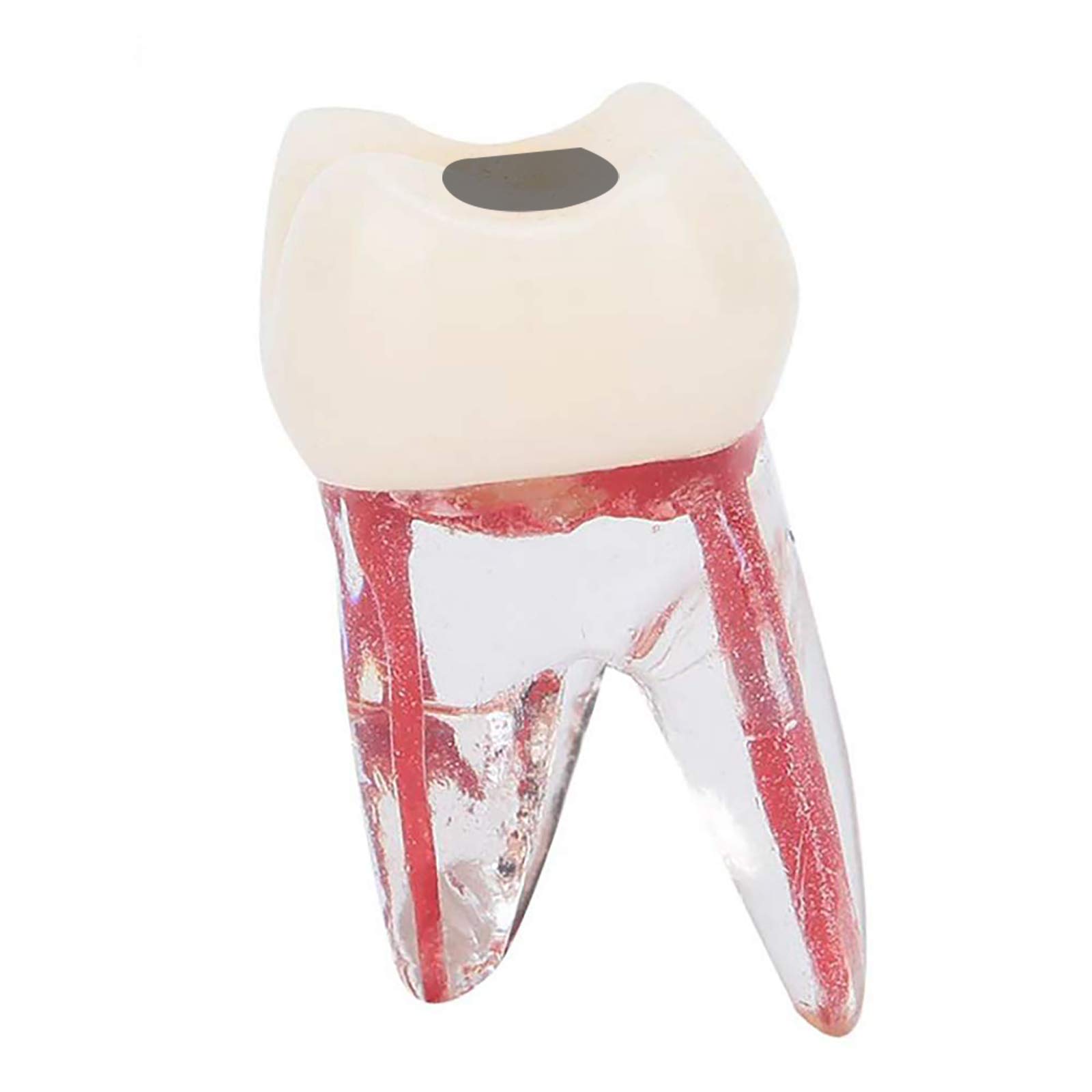 Dental Root Canal Model, YOUYA DENTAL Root Canal Practice Model with ...