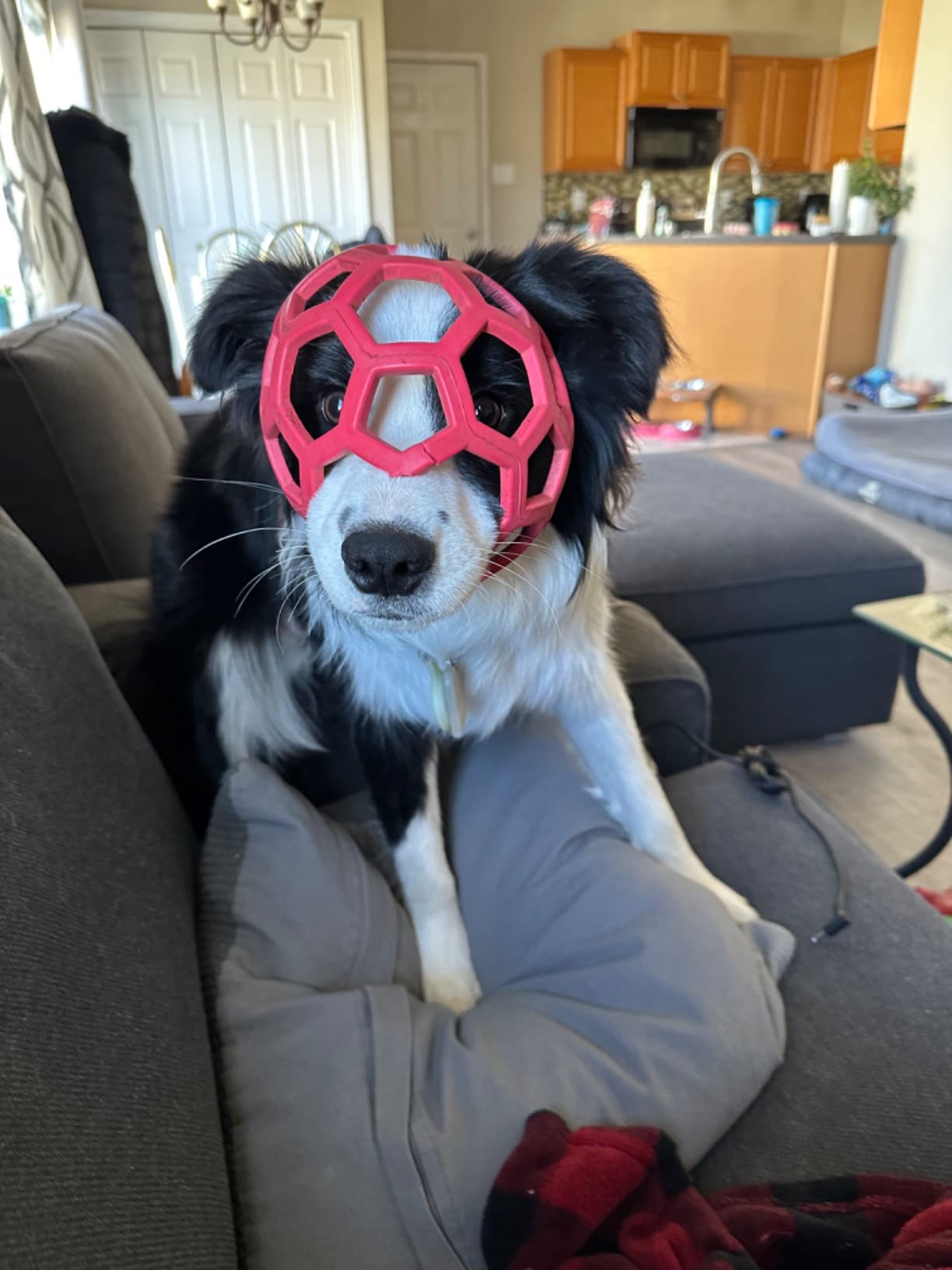 $2/mo - Finance JW Hol-ee Roller Dog Fetch Treat Dispenser Puzzle Ball ...