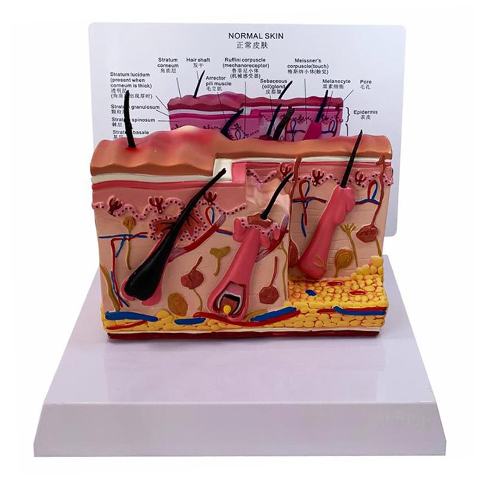 Dog Skin Anatomy Canine Skin Anatomical Model W/Flea Infected Skin