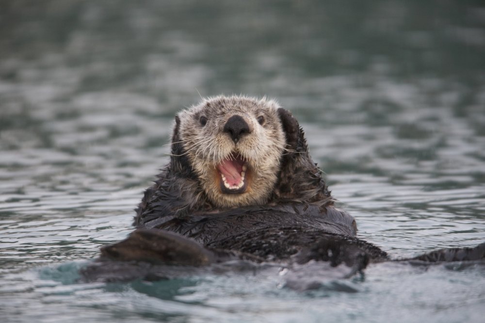 Nutria Marina Nadando