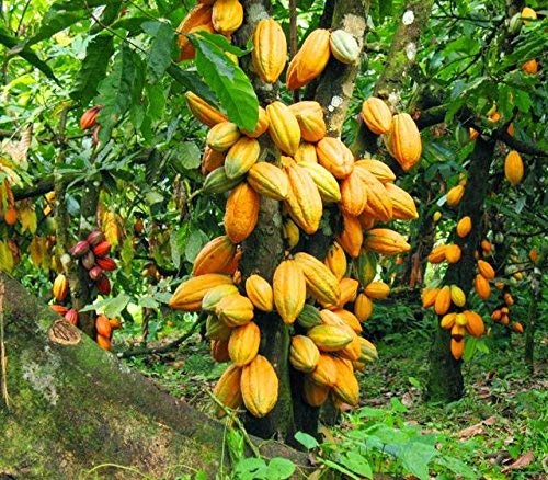 Creative Farmer Gardens Theobroma Cacao Cocoa Plant