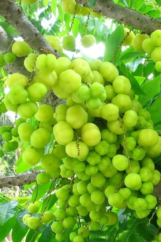 GreenWorld Sweet & Special Indian Star Gooseberry Plant/Malay ...