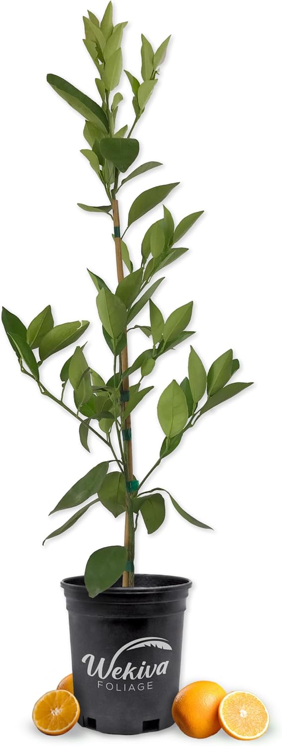 Amazon.com : Hamlin Orange Tree - Live Plant in a 1 Gallon Pot ...
