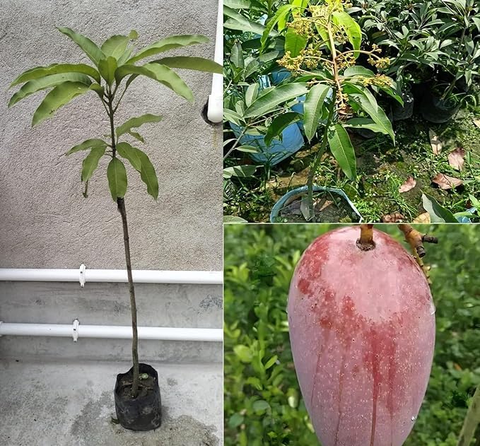 Grafted Katimon Mango Plant | Original Thailand Variety | Height 2-3 ...