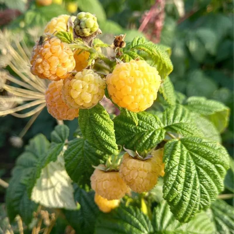 Amazon.com : 3 Heritage Everbearing Red Raspberry Plants - Free Plant ...