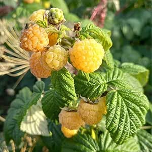 Amazon.com : 2 Thornless Raspberry Plants Live for Planting, Fall Gold ...