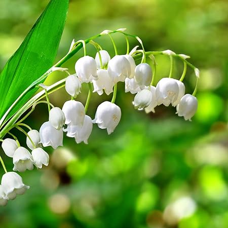 Amazon.com : 10 Live Pips of Lily of The Valley - Blooms Each May ...