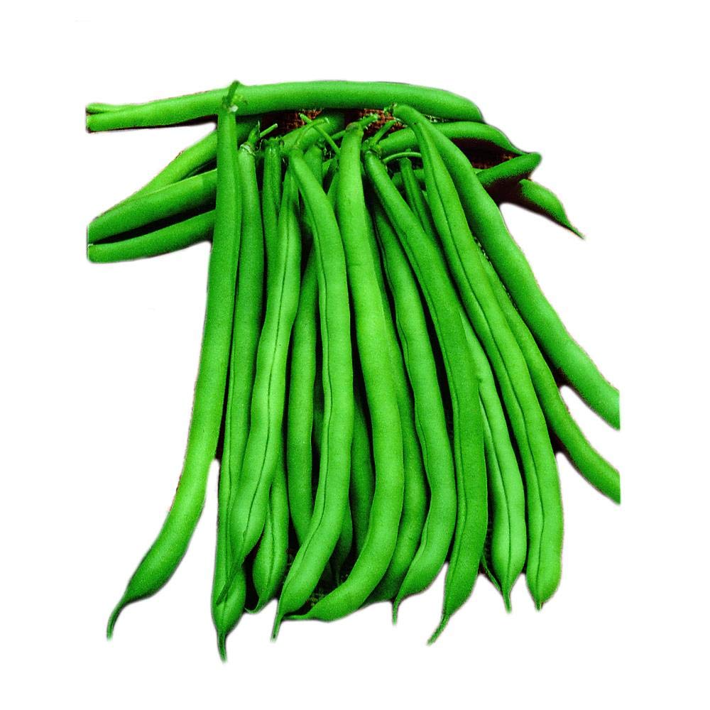 Amazon.com : Park Seed Blue Lake 274 Bean Seeds : Patio, Lawn & Garden