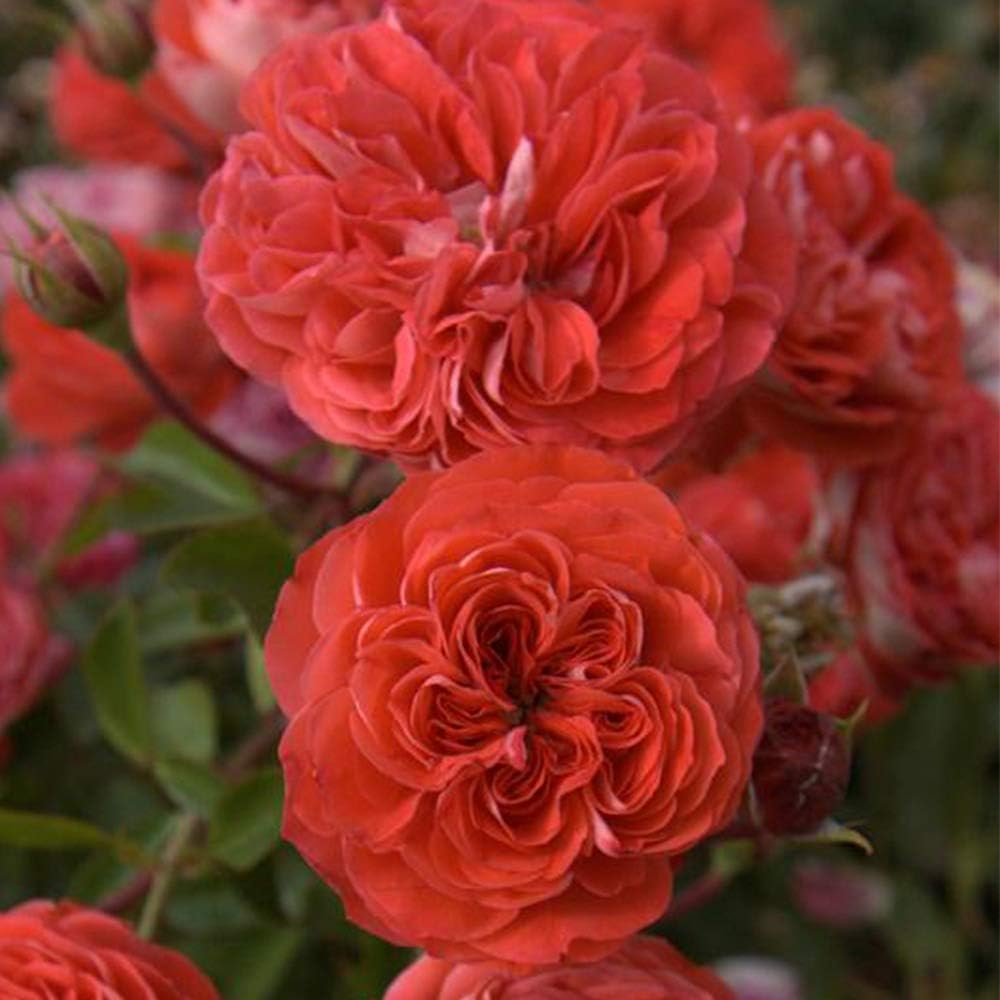 Amazon.com : Heirloom Roses Rose Plant - Veranda® Brilliant™ Orange ...