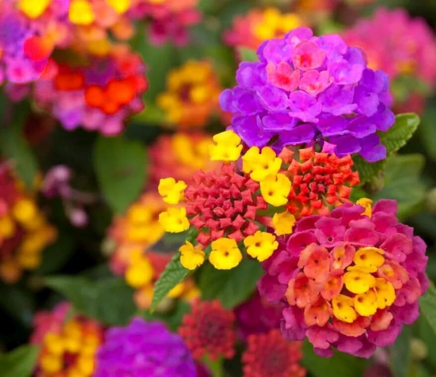 Amazon.com : 50 Pcs Lantana Seeds - Pink, Yellow, Purple, Large Perennial Heirloom Non-GMO ...