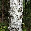 Amazon.com : Large River Birch Tree Live Plant, Live River Birch Tree ...