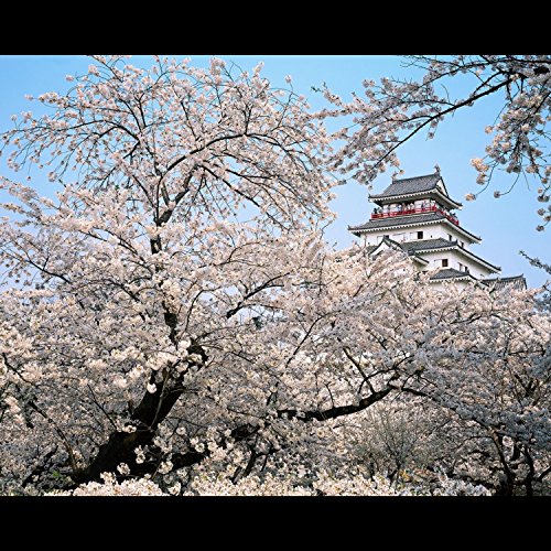 Play Asmr Inner Temple Meditations by Jessica Cross on Amazon Music