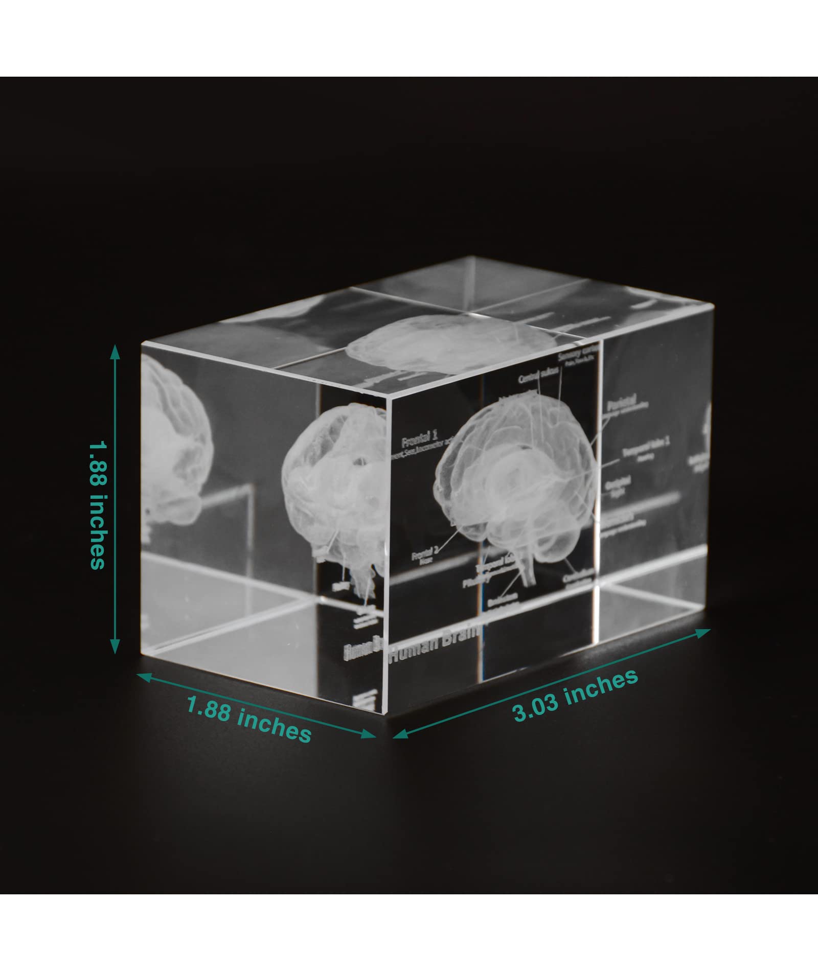 Snapklik.com : 3D Human Brain Crystal Model, Laser Etched Anatomical ...