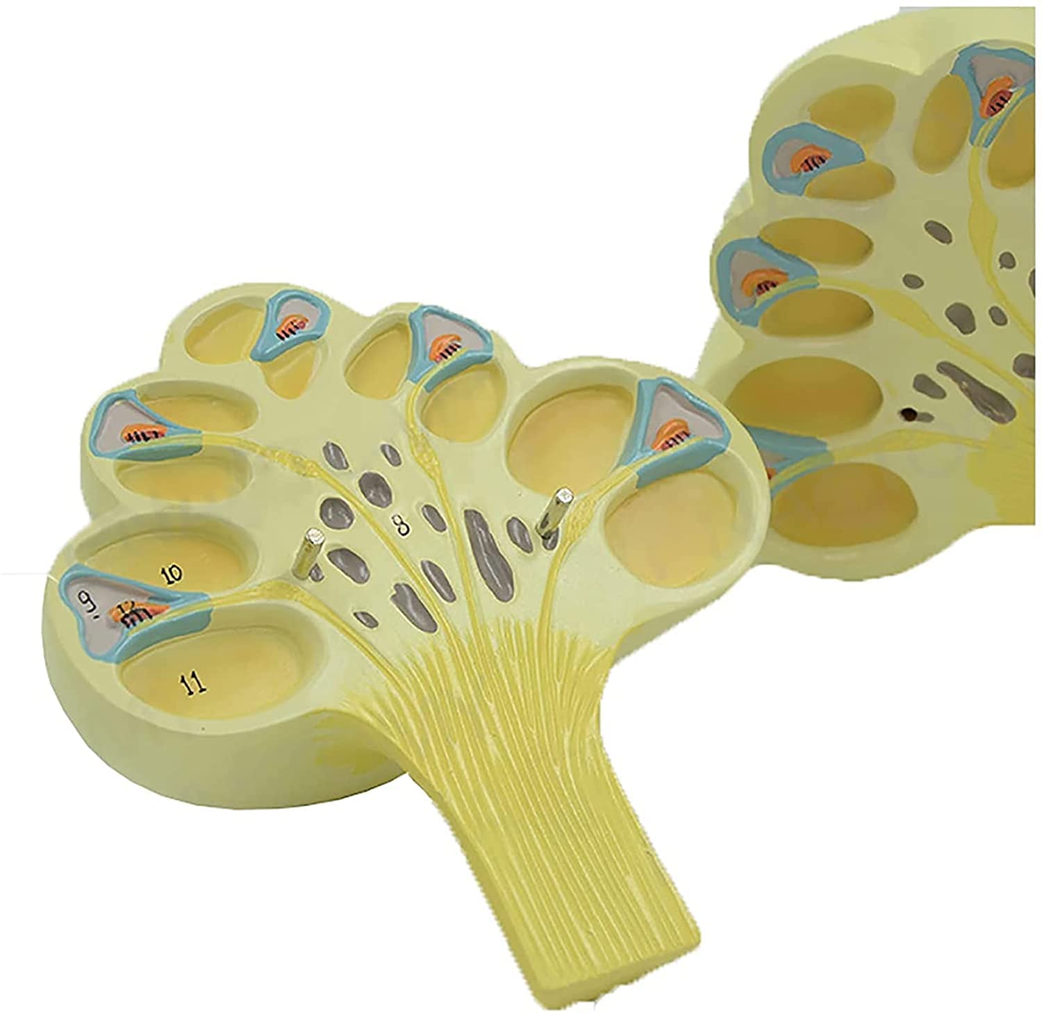 Buy Anatomy Model Human Auditory System Ear Model Ear Internal