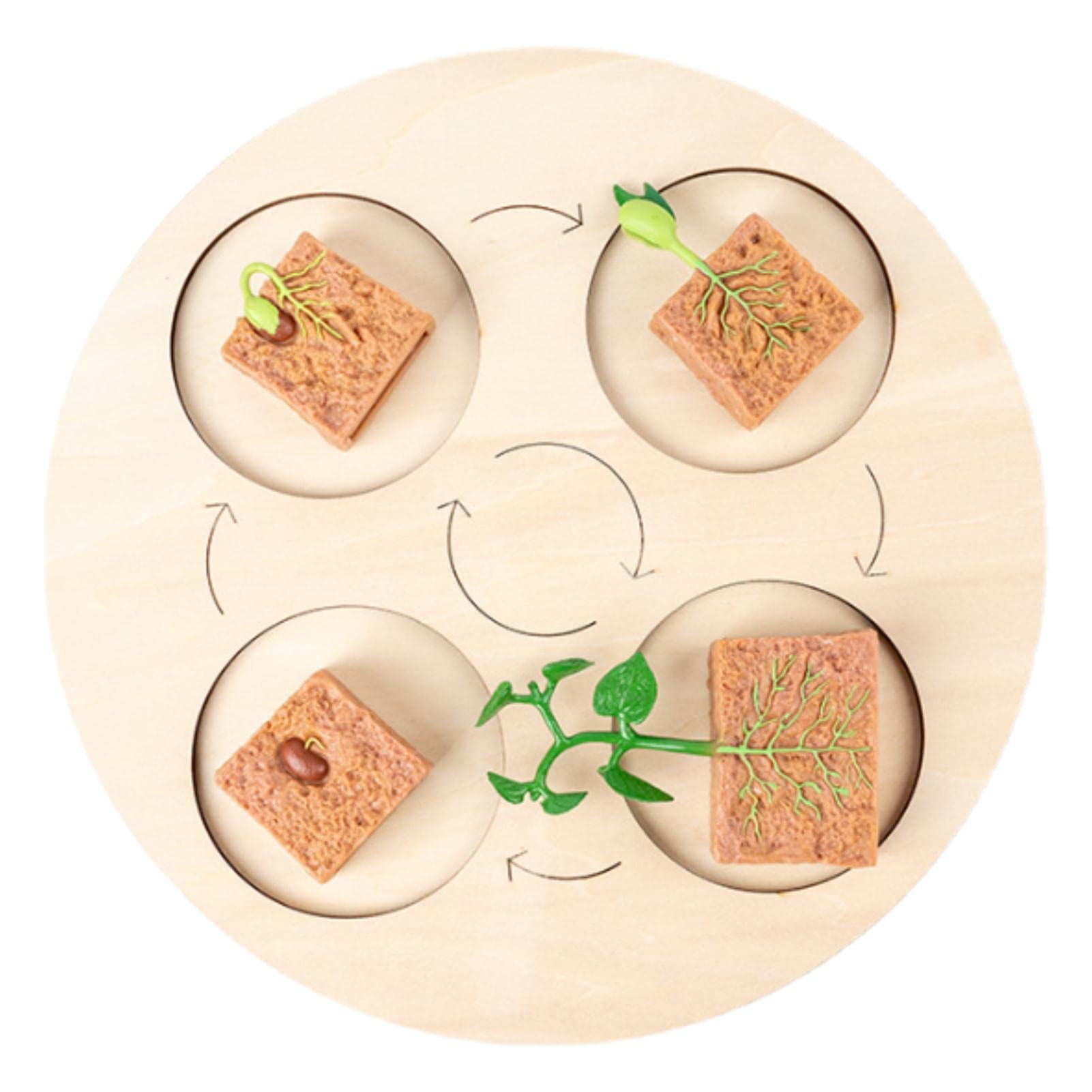 Buy 2 Pcs Life Cycle Figurines - Broad Bean Growth Stage Figurines With ...