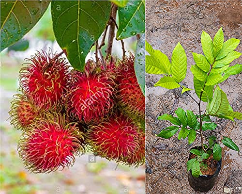 Dwarf Rare High Yielding Rambutan E35 Bud Fruit Tree Live Plant ...