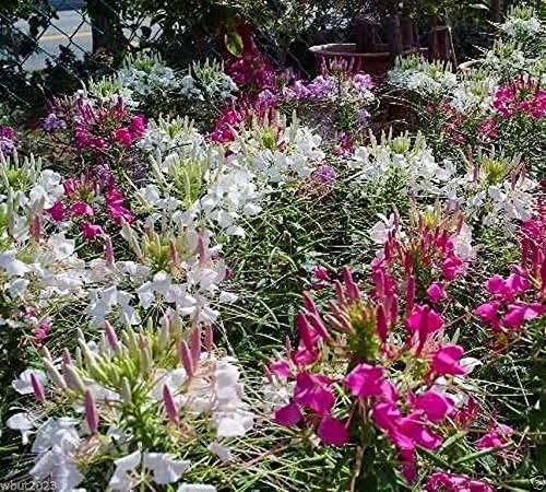 Amazon.com : Cleome,Queen,500 Seeds Mixed,Spider Plant; white, Rose ...