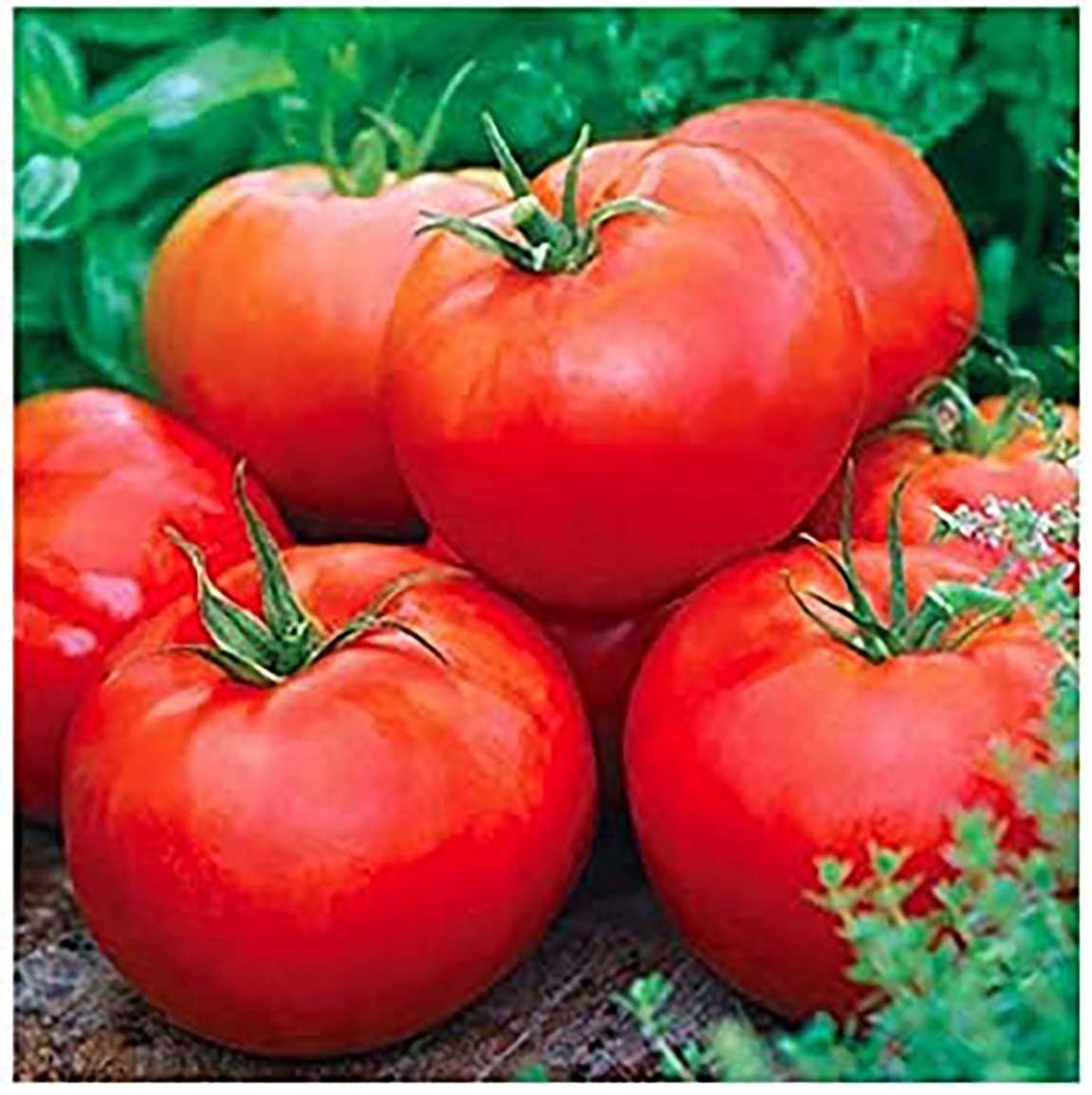 Amazon.com : Ace 55 Tomato Seeds - Large Tomato - One of The Most ...