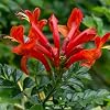 Amazon.com : Red Honeysuckle Live Plant, Red Honeysuckle Plant Live ...
