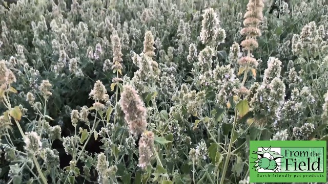 Watch Our Catnip Field For Cat! on Amazon Live