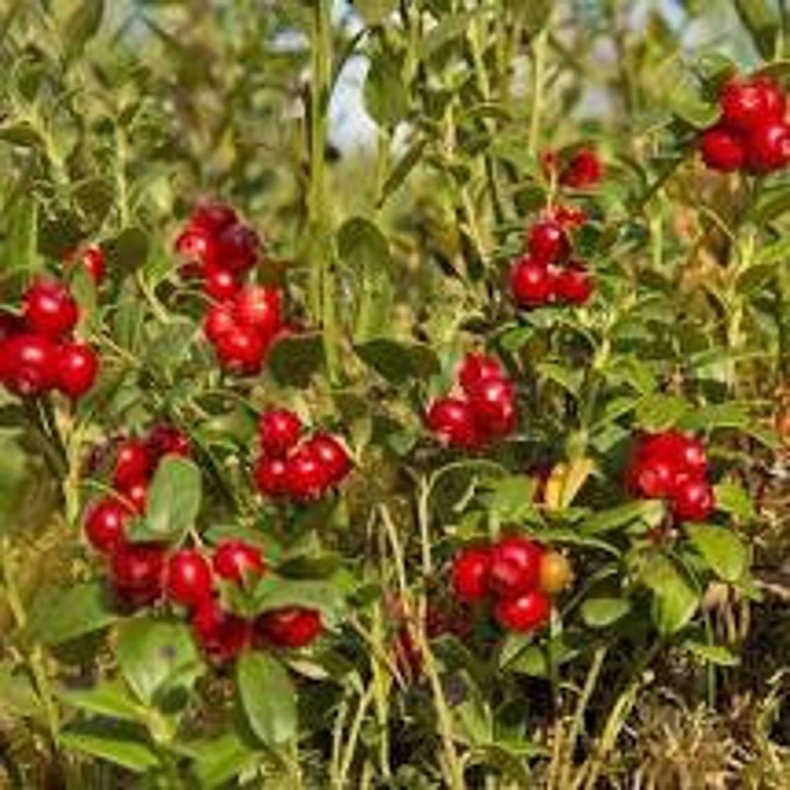 20+ Mountain Cranberry Fruit Seeds-Vaccinium Vitis- Idaea-Lingonberry ...