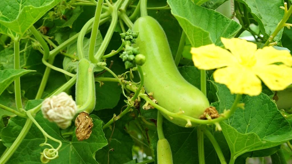 Countgreen Plus Organic Bottle Gourd Long (Ghiya/Lauki) Planting ...