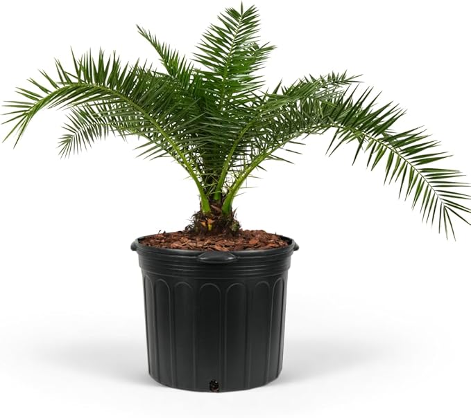 Amazon.com : Canary Island Date Palm - Majestic Phoenix canariensis ...