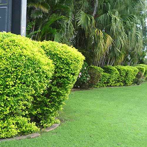 Creative Farmer Tree Plant Seeds Duranta Green Live Plant Seeds Garden ...