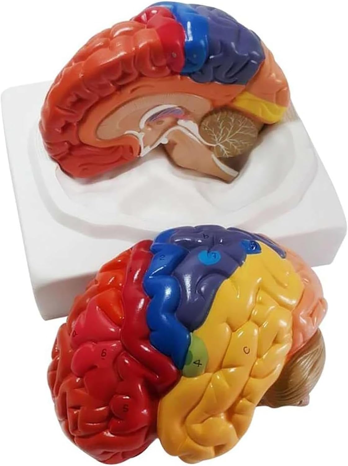 Model Brain Life-Size Anatomy Human Brain Models with 2 Removable Parts ...
