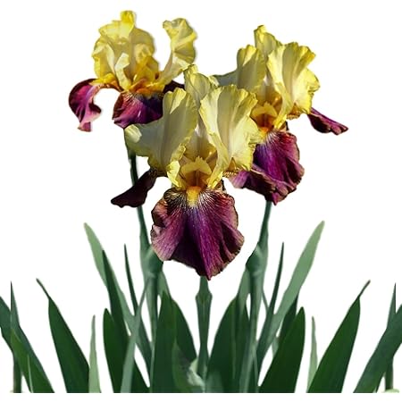 Amazon.com : Bearded Iris Califlora 'Blatant' (3 Pack) Plant Bulb ...
