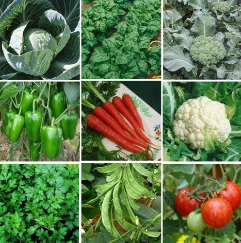 Vegetable Seeds for Monsoon (50 Seeds) : Amazon.in: Garden & Outdoors