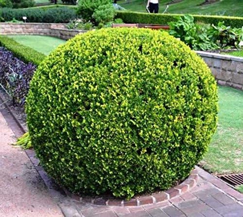 Amazon.com : Japanese Boxwood (Buxus) - Live Plant - (1 QT) - Evergreen ...