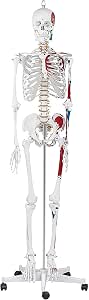 Study Model Educational Model Human Anatomy Model Anatomical ...