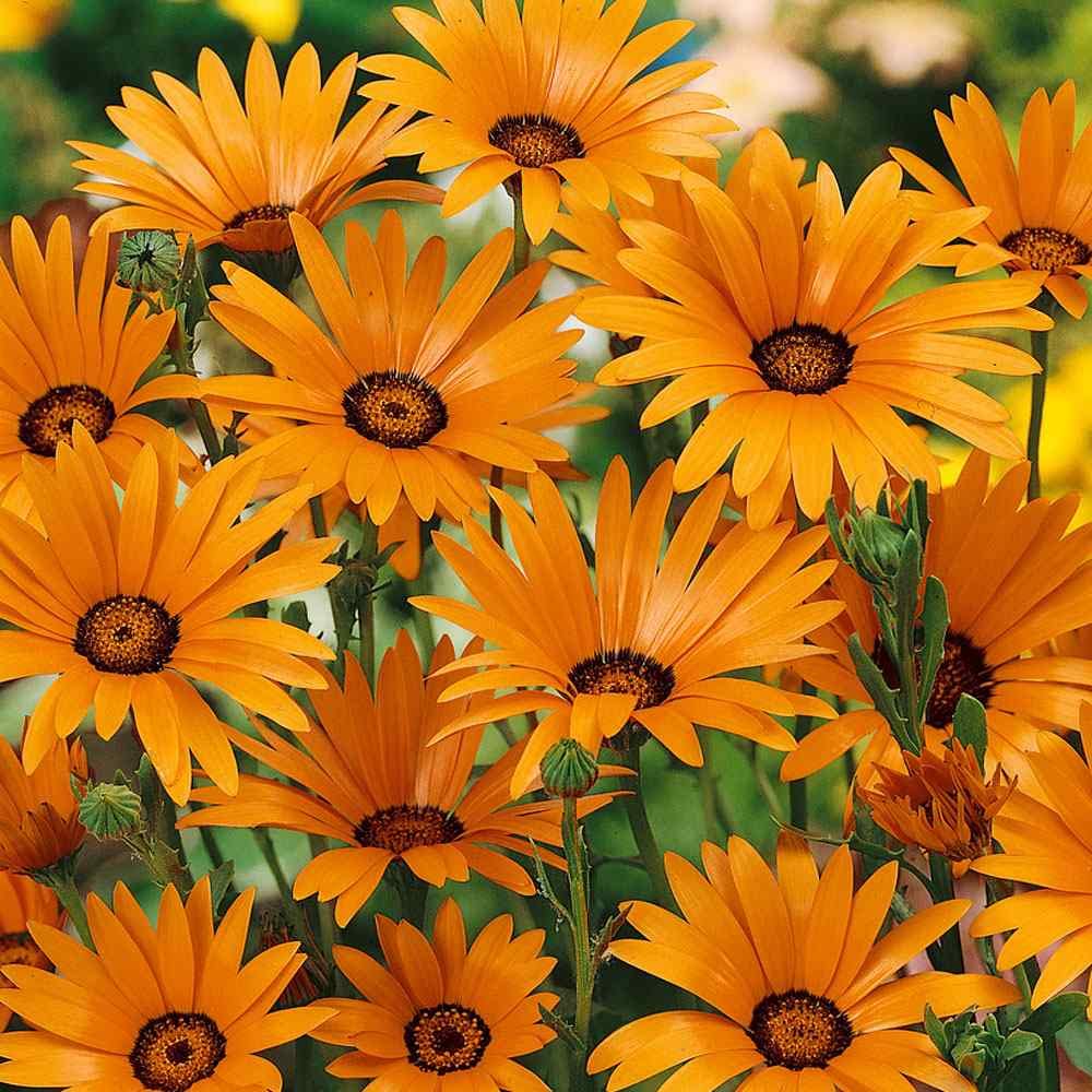 Orange Daisy Like Flower