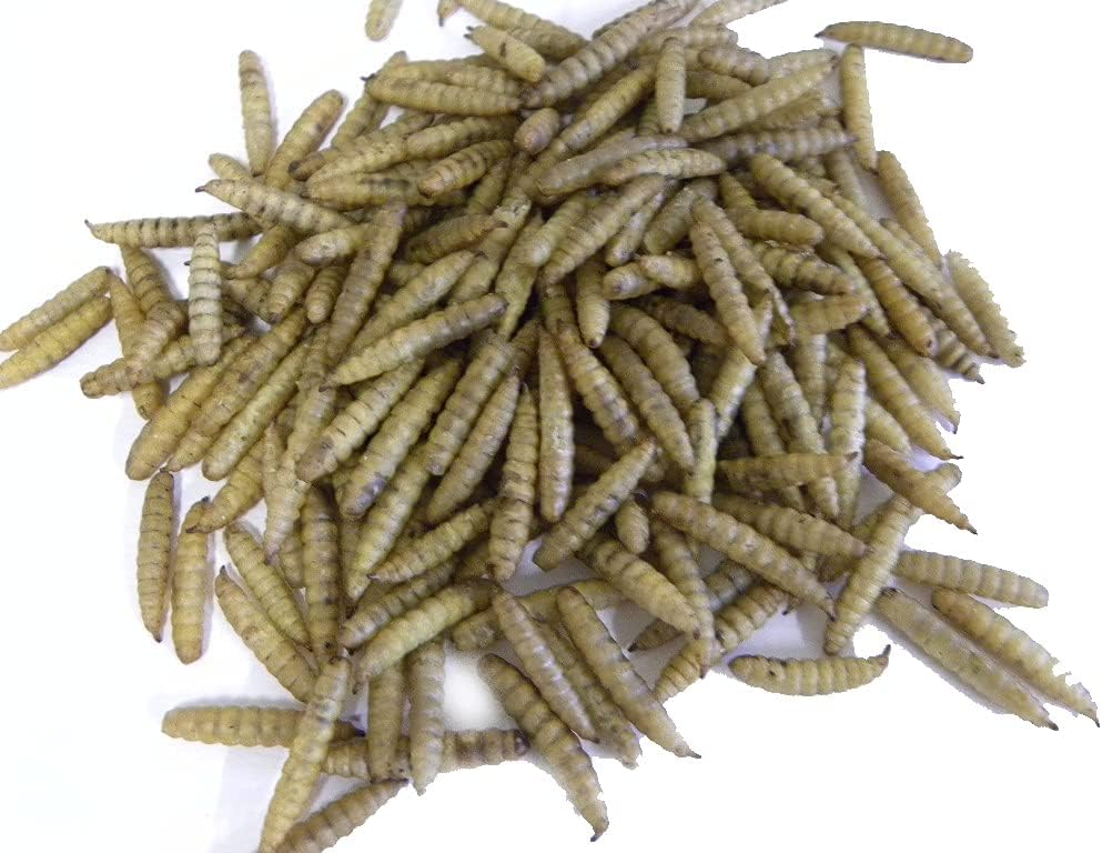 All-Natural Dried Black Soldier Fly Larvae - Australia | Ubuy