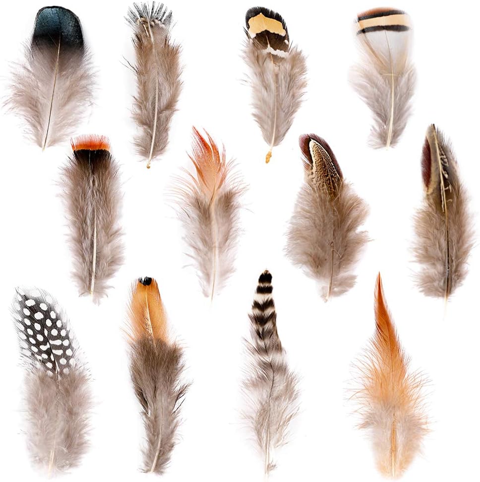 Amazon.com: Ballinger 240pcs 12 Styled Natural Feathers Assorted Mixed ...
