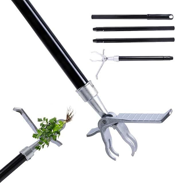Best Weed Control Options to Use Around Plants for a Healthy Garden ...