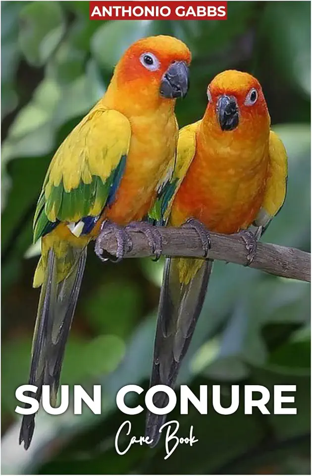 The Pros And Cons Of Keeping A Sun Conure As A Pet | PetShun