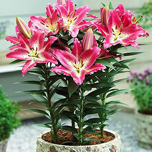 Bulbi Estivi Perenni: Classifica, Recensioni e Miglior Prezzo 2021